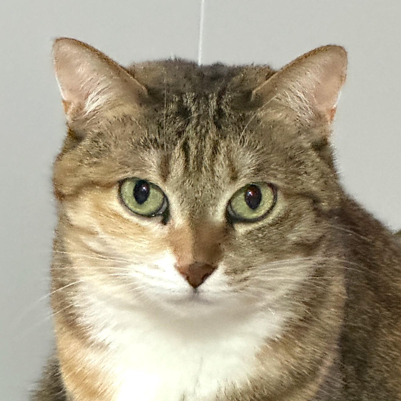 Codio, 線上商店 | 蝦皮購物