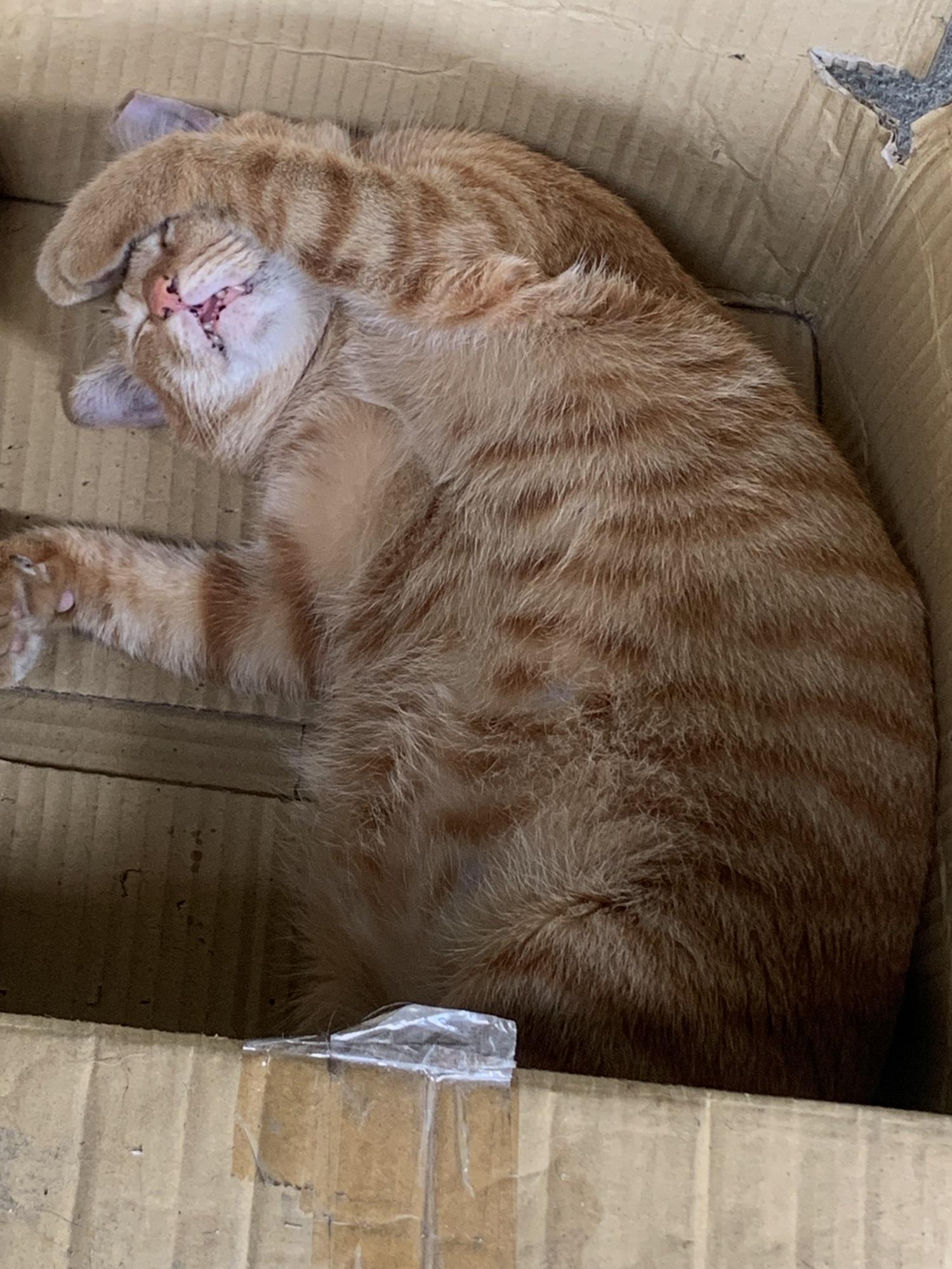 panagesic, 線上商店 | 蝦皮購物