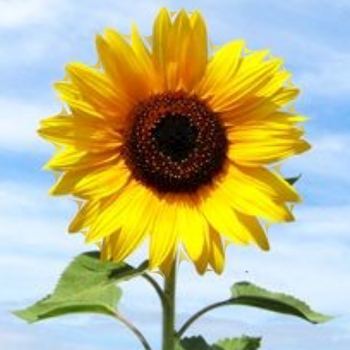 angie_store, 線上商店 | 蝦皮購物