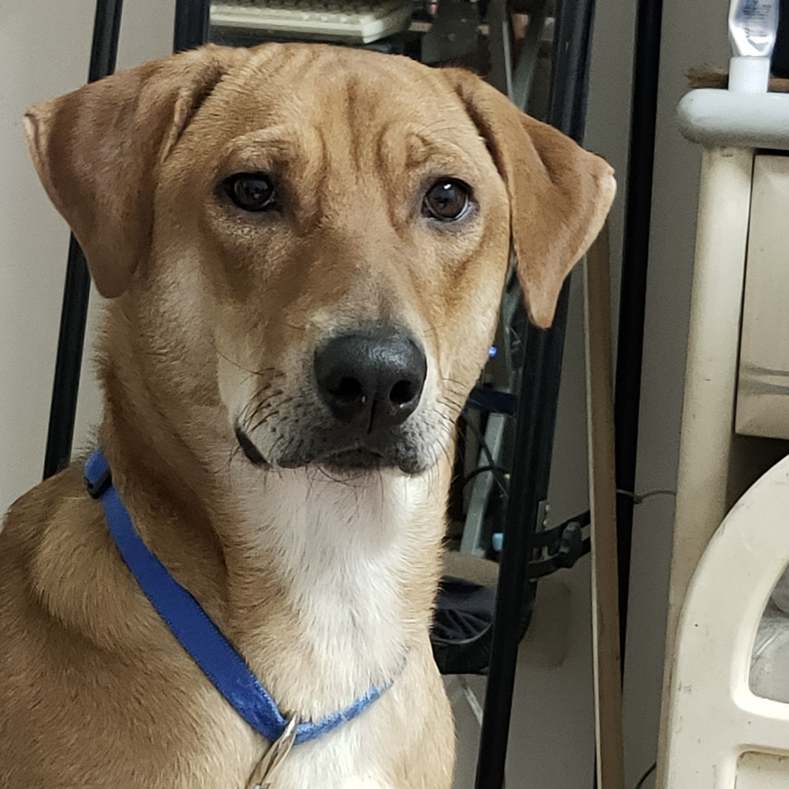 niconico_2525, 線上商店 | 蝦皮購物