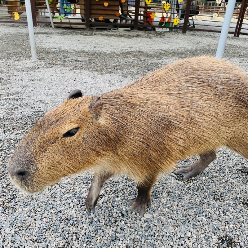 cc885, 線上商店 | 蝦皮購物