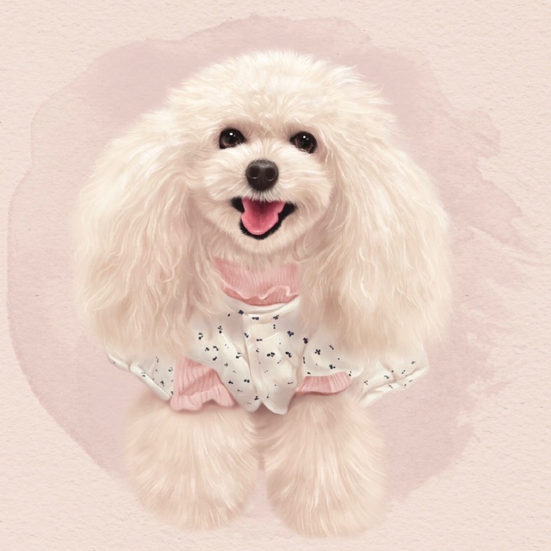 BOBO_PET, 線上商店 | 蝦皮購物