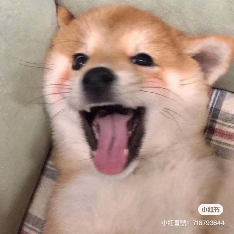 L.SHENG, 線上商店 | 蝦皮購物