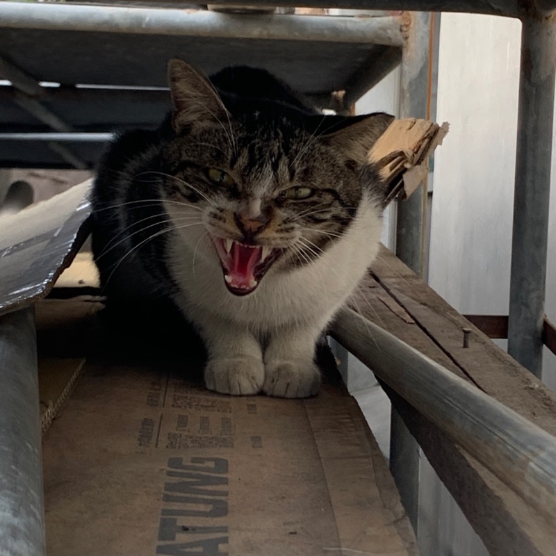 panagesic, 線上商店 | 蝦皮購物