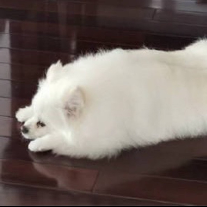 sijie_chen, 線上商店 | 蝦皮購物