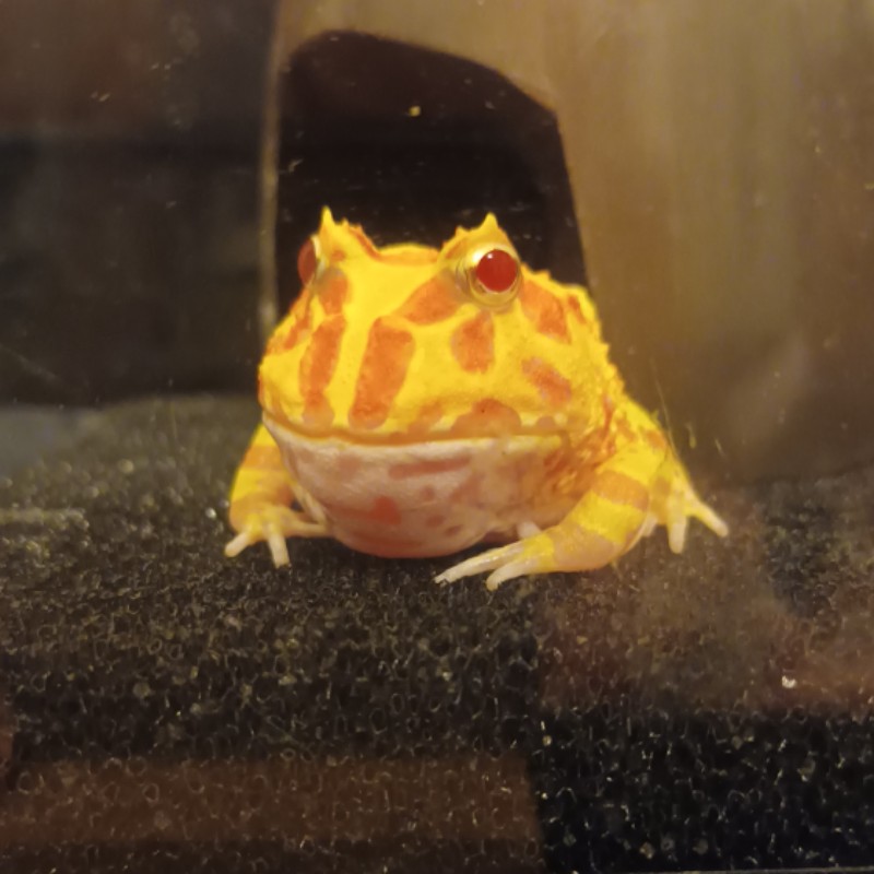 DoDomen, 線上商店 | 蝦皮購物