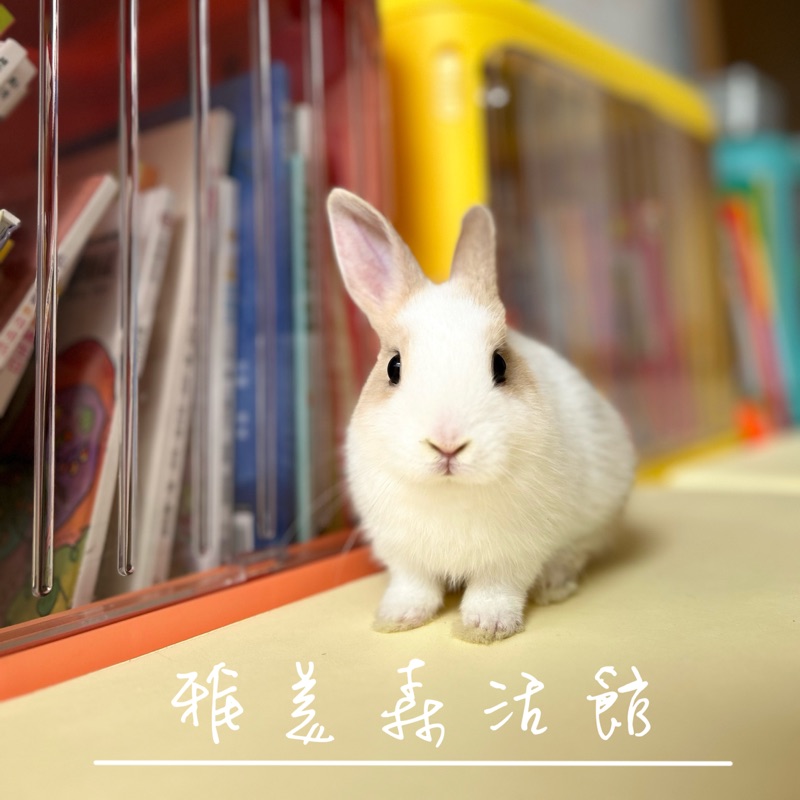 mibao, 線上商店 | 蝦皮購物