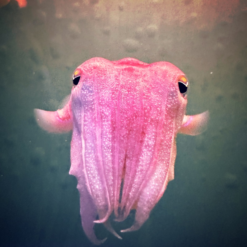 DoDomen, 線上商店 | 蝦皮購物