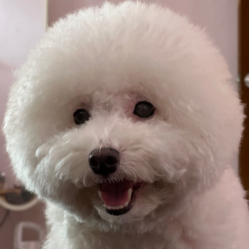 MISCAR, 線上商店 | 蝦皮購物