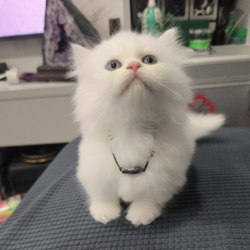 bebol, 線上商店 | 蝦皮購物